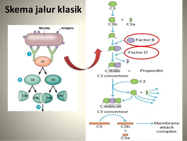 Sistem komplemen immunologi