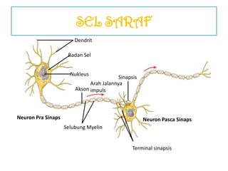 Sistem koordinasi | PPTX