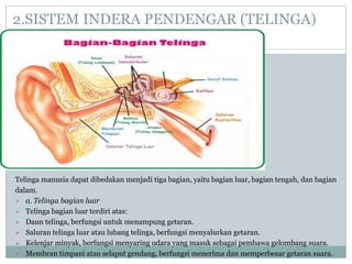 Sistem koordinasi pada Manusia | PPTX