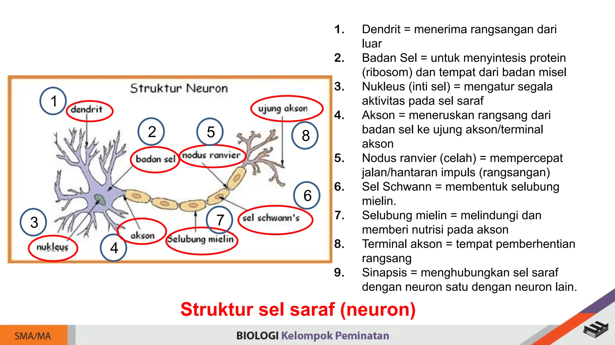 SISTEM KOORDINASI-SARAF BIOLOGI SMA. pdf | PDF