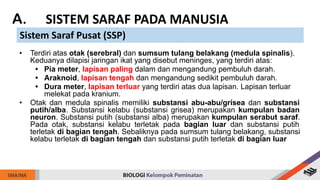 SISTEM KOORDINASI-SARAF BIOLOGI SMA. pdf | PDF