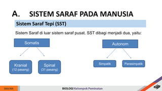 SISTEM KOORDINASI-SARAF BIOLOGI SMA. pdf | PDF