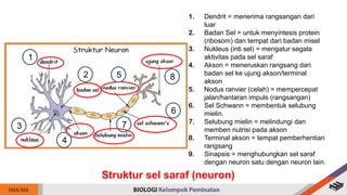 SISTEM KOORDINASI-SARAF BIOLOGI SMA. pdf | PDF
