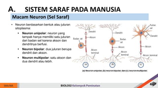 SISTEM KOORDINASI-SARAF BIOLOGI SMA. pdf | PDF