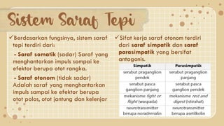 Sistem koordinasi pada manusia sistem saraf pusat dan sistem saraf tepi ...