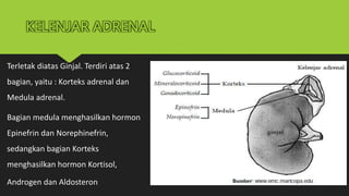 Sistem koordinasi 2 (hormon) | PPTX