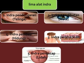 Sistem Koordinasi dan Indra Manusia | PPTX