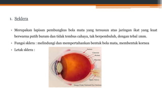 Sistem koordinasi (indra mata dan telinga) | PPTX