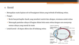 Sistem koordinasi (indra mata dan telinga) | PPTX