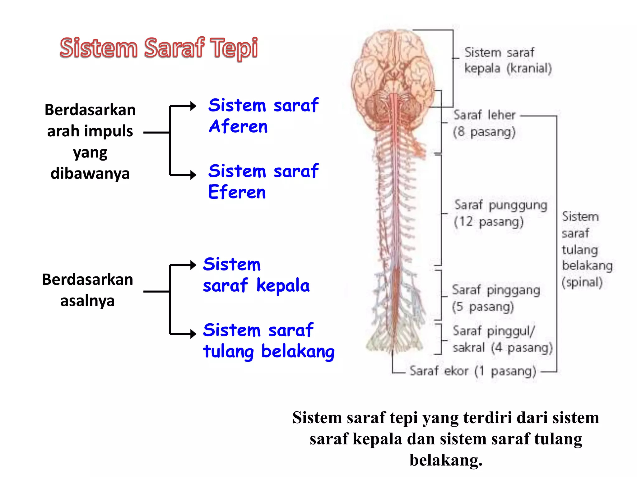 SISTEM KOORDINASI PADA MANUSIA DAN HEWAN | PPTX