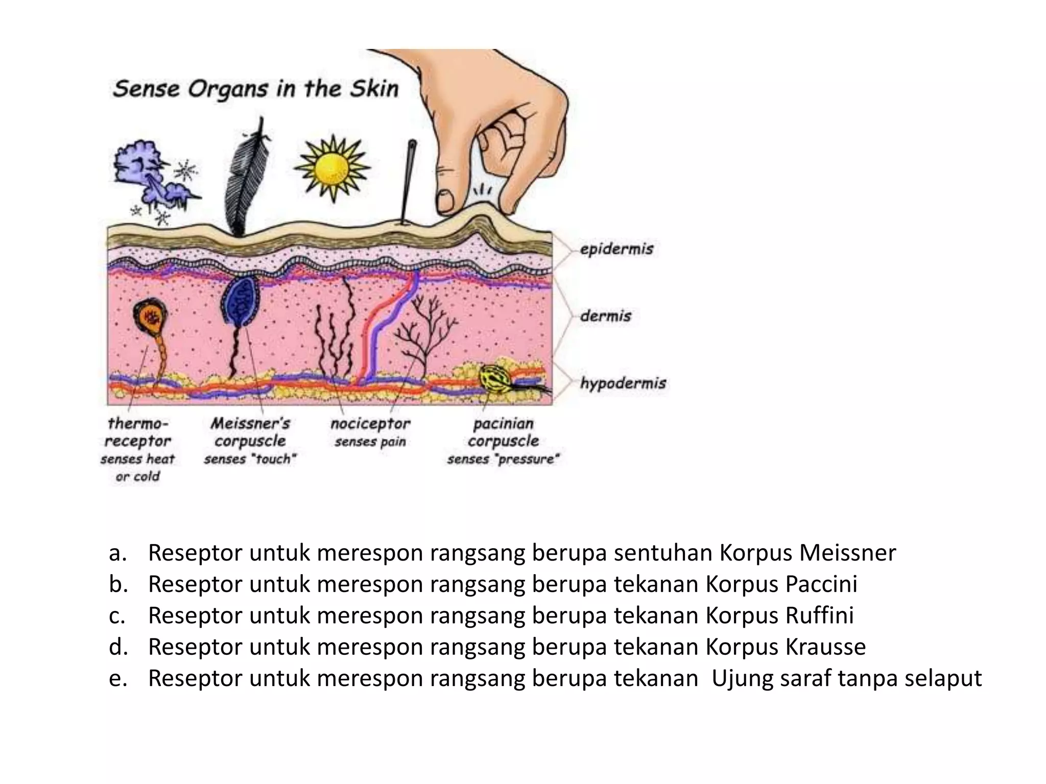 SISTEM KOORDINASI PADA MANUSIA DAN HEWAN | PPTX