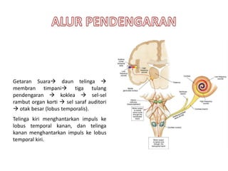 SISTEM KOORDINASI PADA MANUSIA DAN HEWAN | PPTX