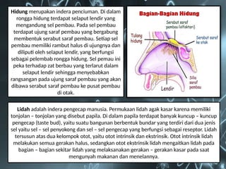 Sistem_Koordinasi_Manusia meliputibperkembangan.pptx