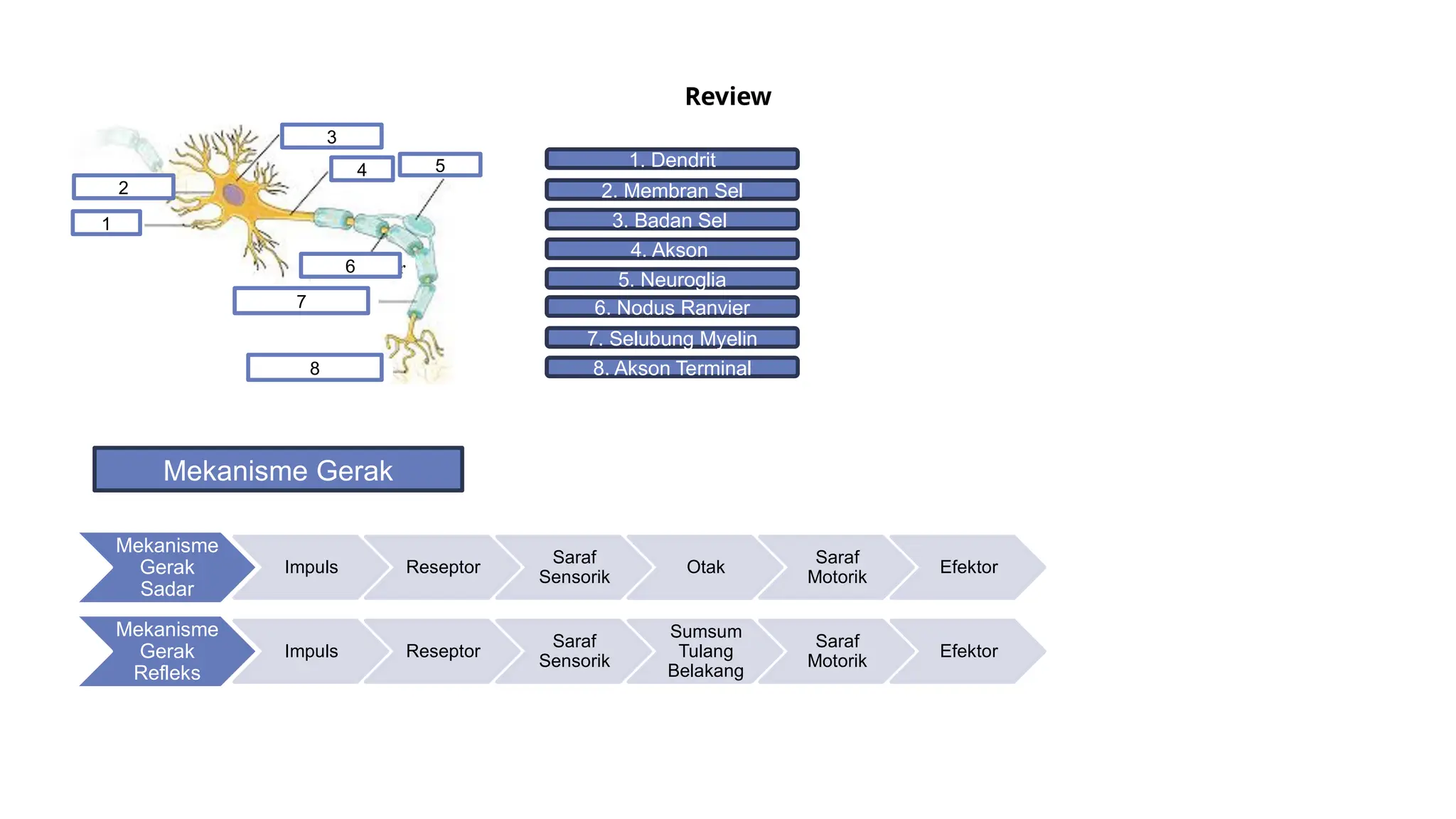 Sistem Kordinasi materi kelas xi biologi | PPTX