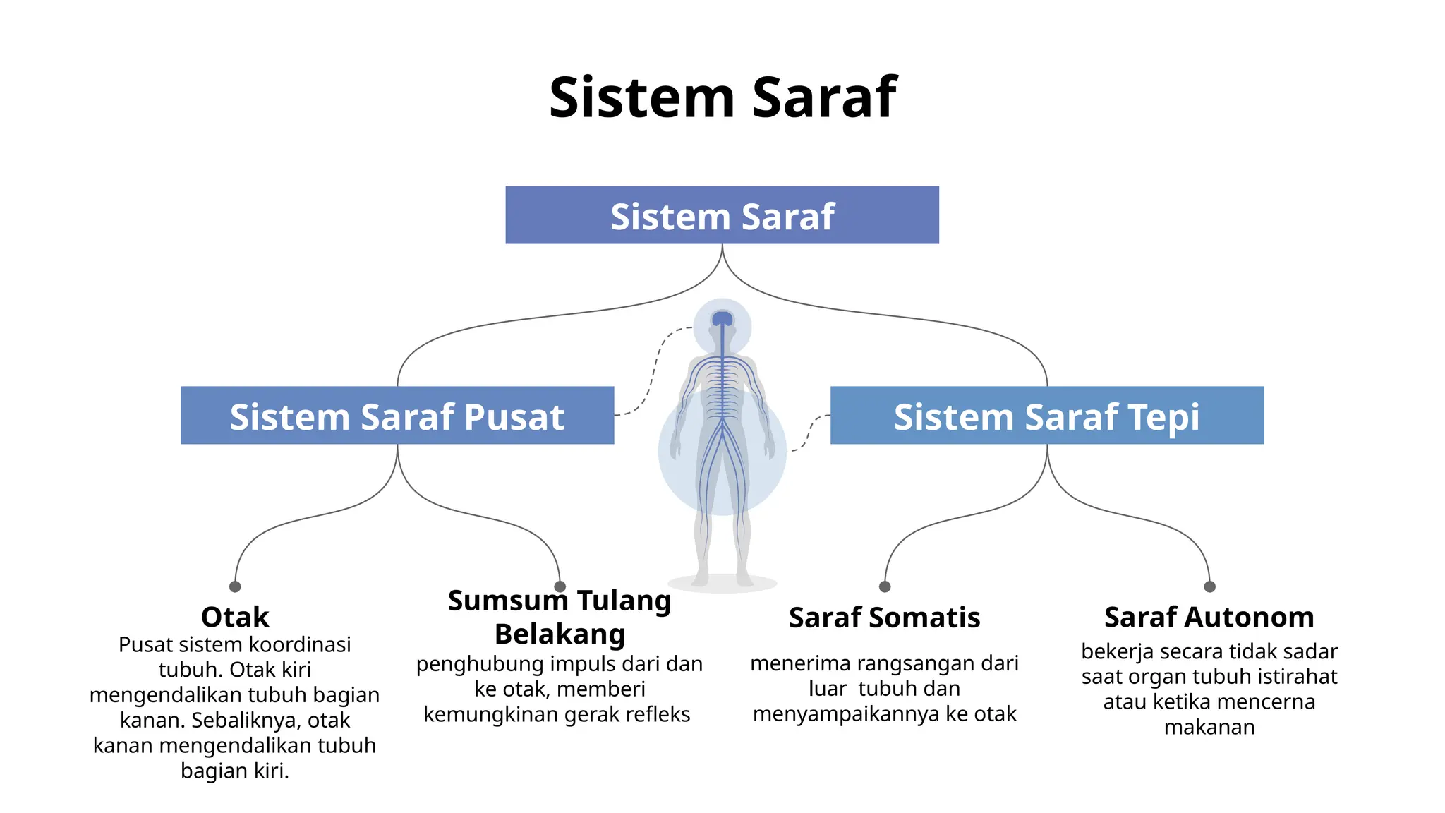 Sistem Kordinasi materi kelas xi biologi | PPTX