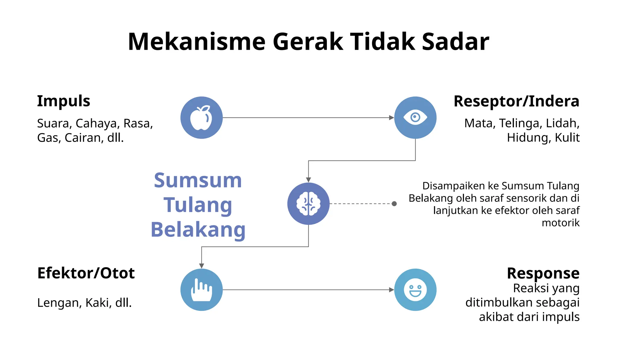 Sistem Kordinasi materi kelas xi biologi | PPTX