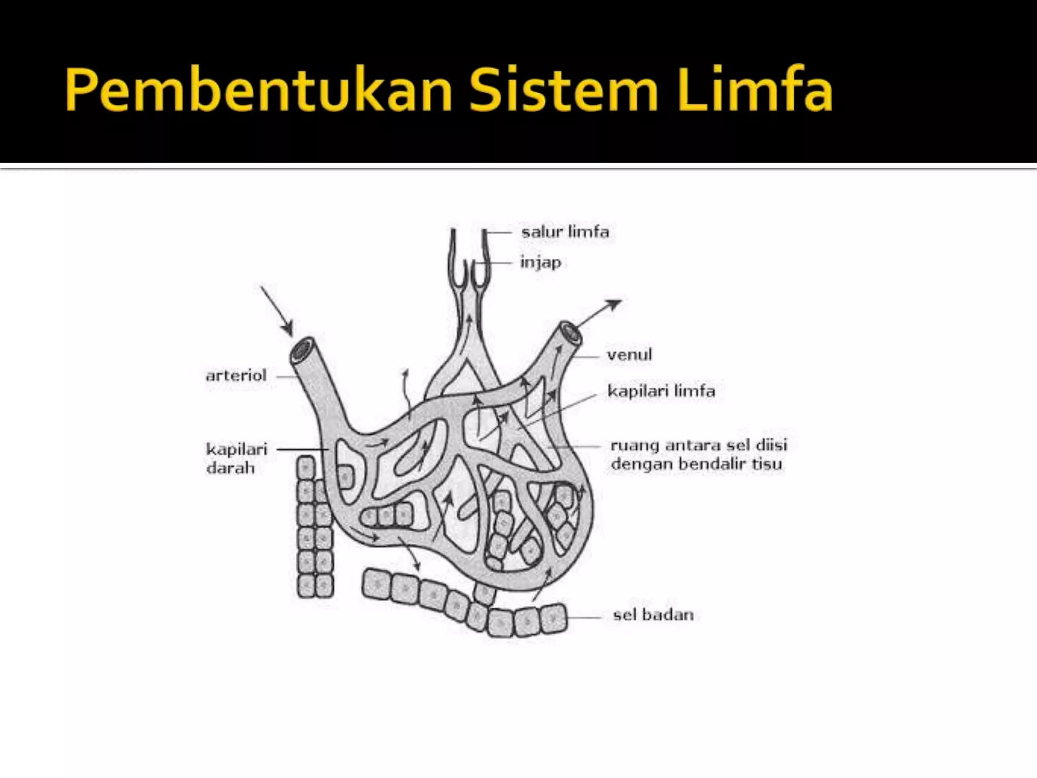 Sistem limfa | PPTX