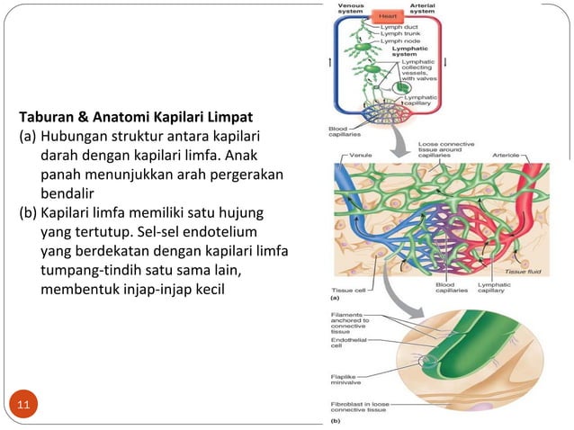 Sistem limfa | PPT