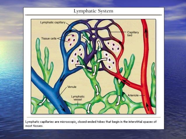 Sistem limfatik | PPT