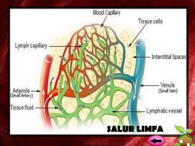 Sistem Limfatik dan Imuniti | PPTX