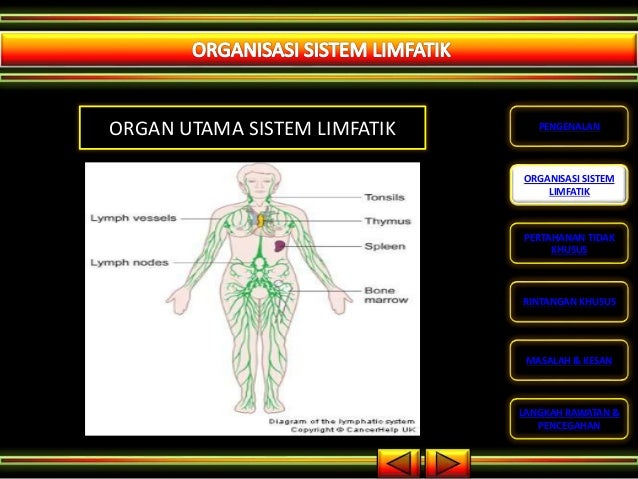 Sistem limfatik & imuniti