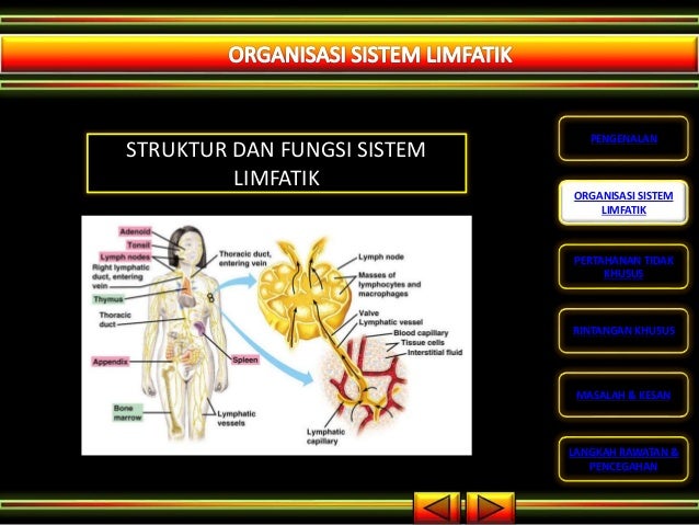 Sistem limfatik & imuniti