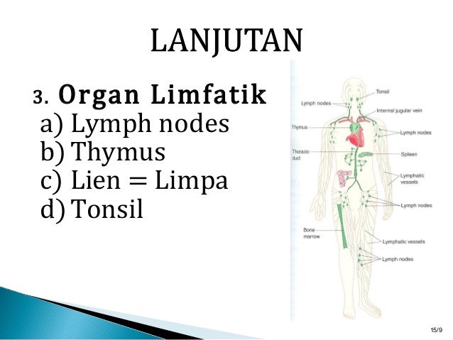 Sistem limfatik jadi