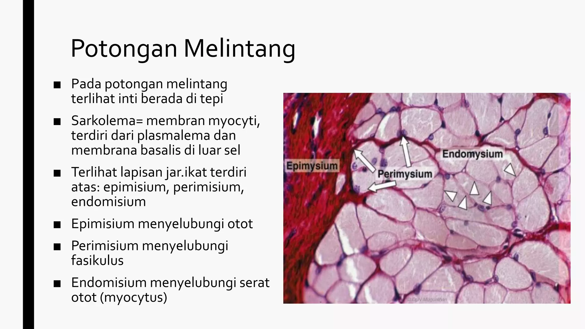 Histologi Sistem Muskular - Histology Muscular System | PPTX