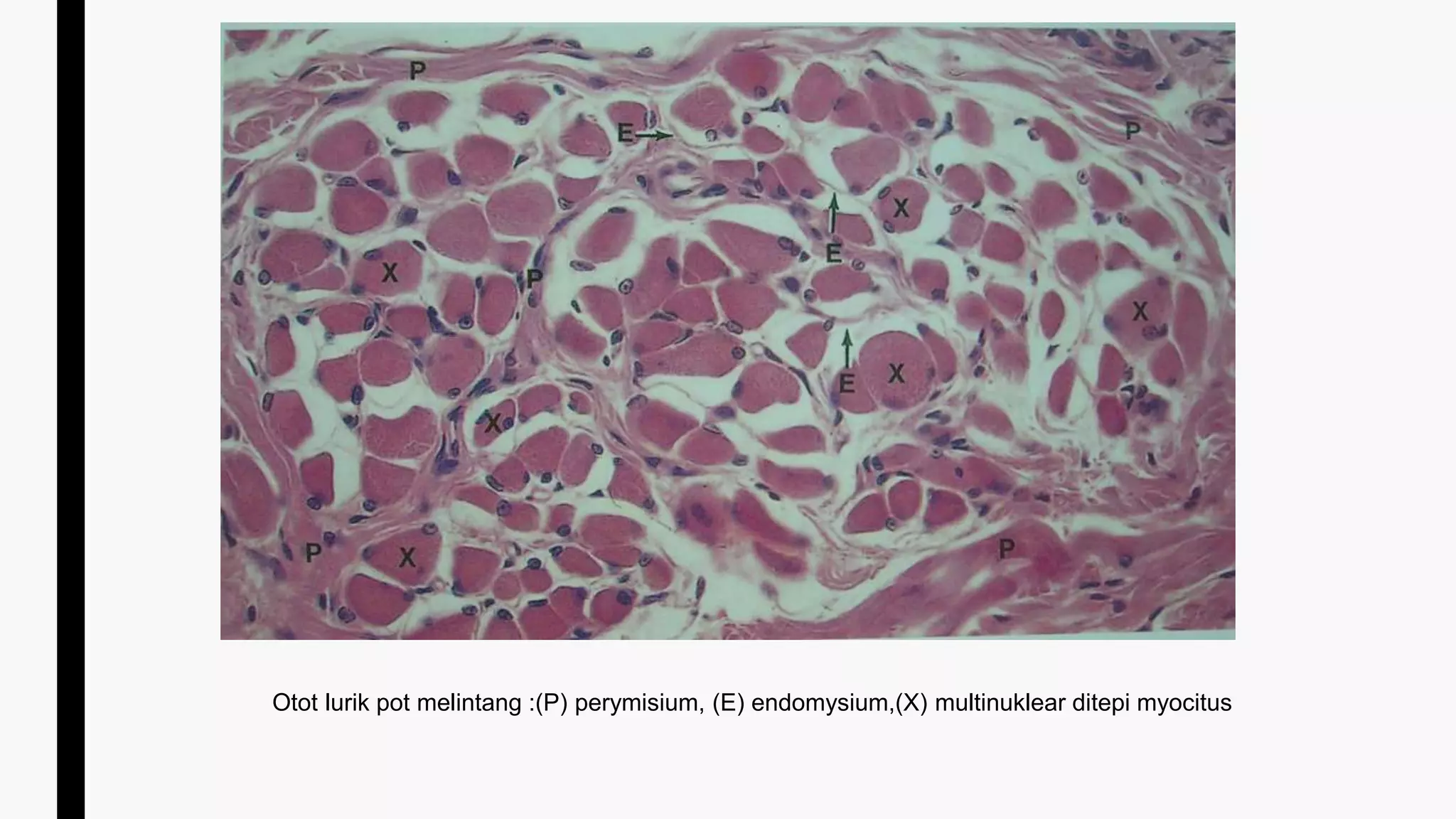 Histologi Sistem Muskular - Histology Muscular System | PPTX