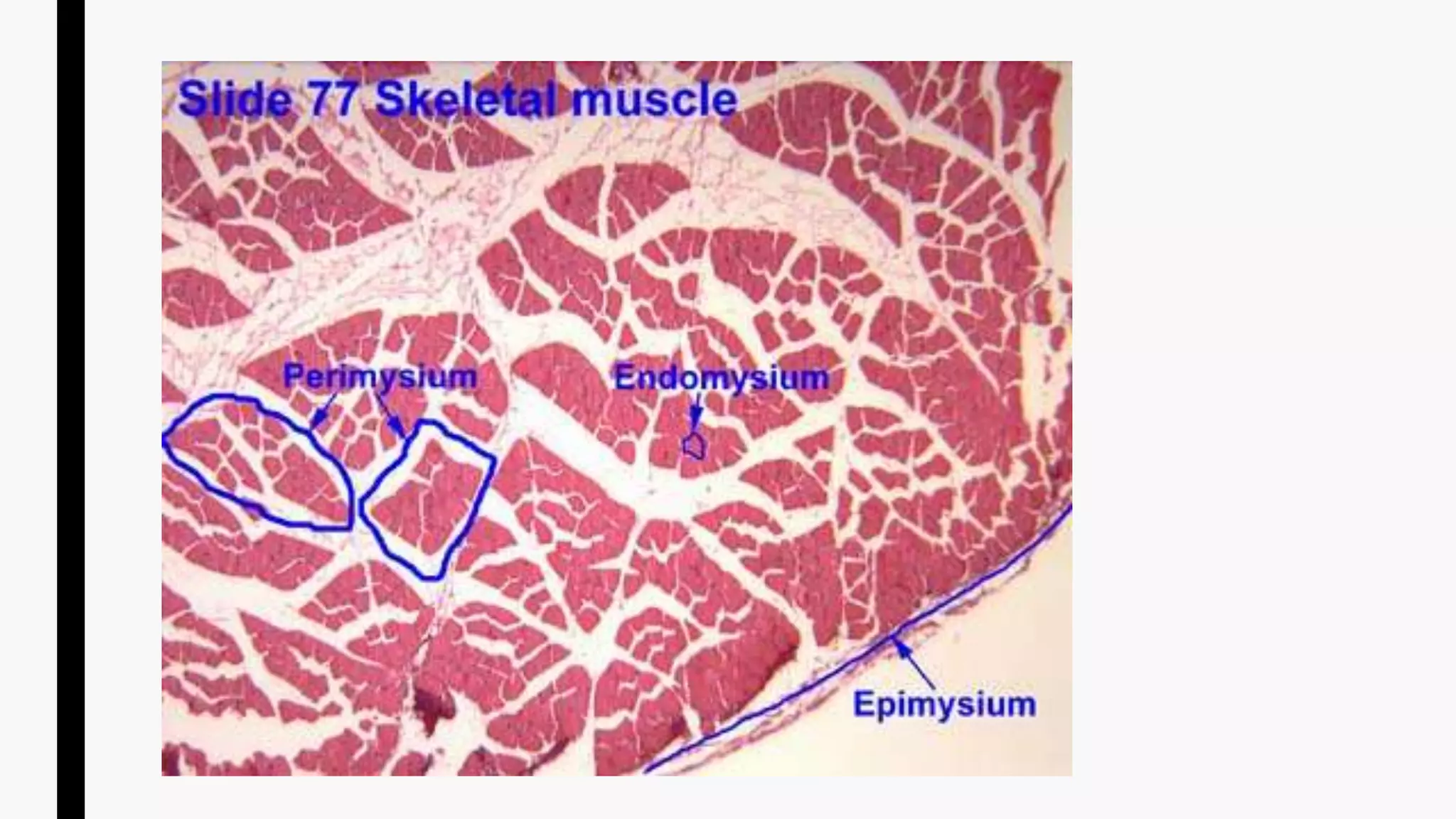 Histologi Sistem Muskular - Histology Muscular System | PPTX