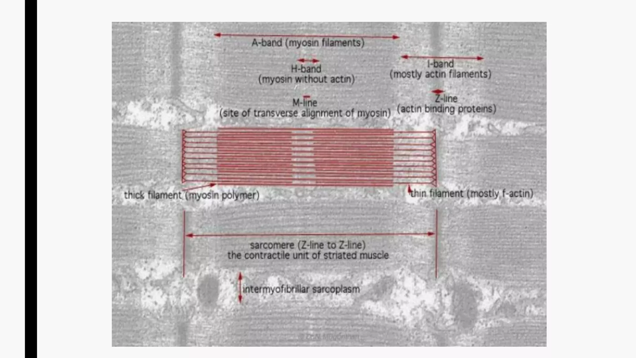 Histologi Sistem Muskular - Histology Muscular System | PPTX