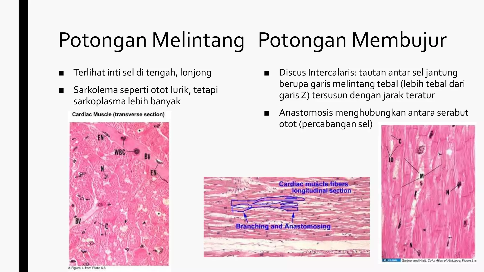 Histologi Sistem Muskular - Histology Muscular System | PPTX