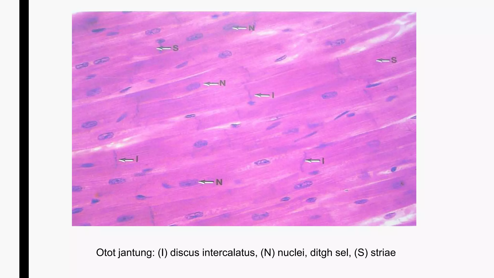 Histologi Sistem Muskular - Histology Muscular System | PPTX