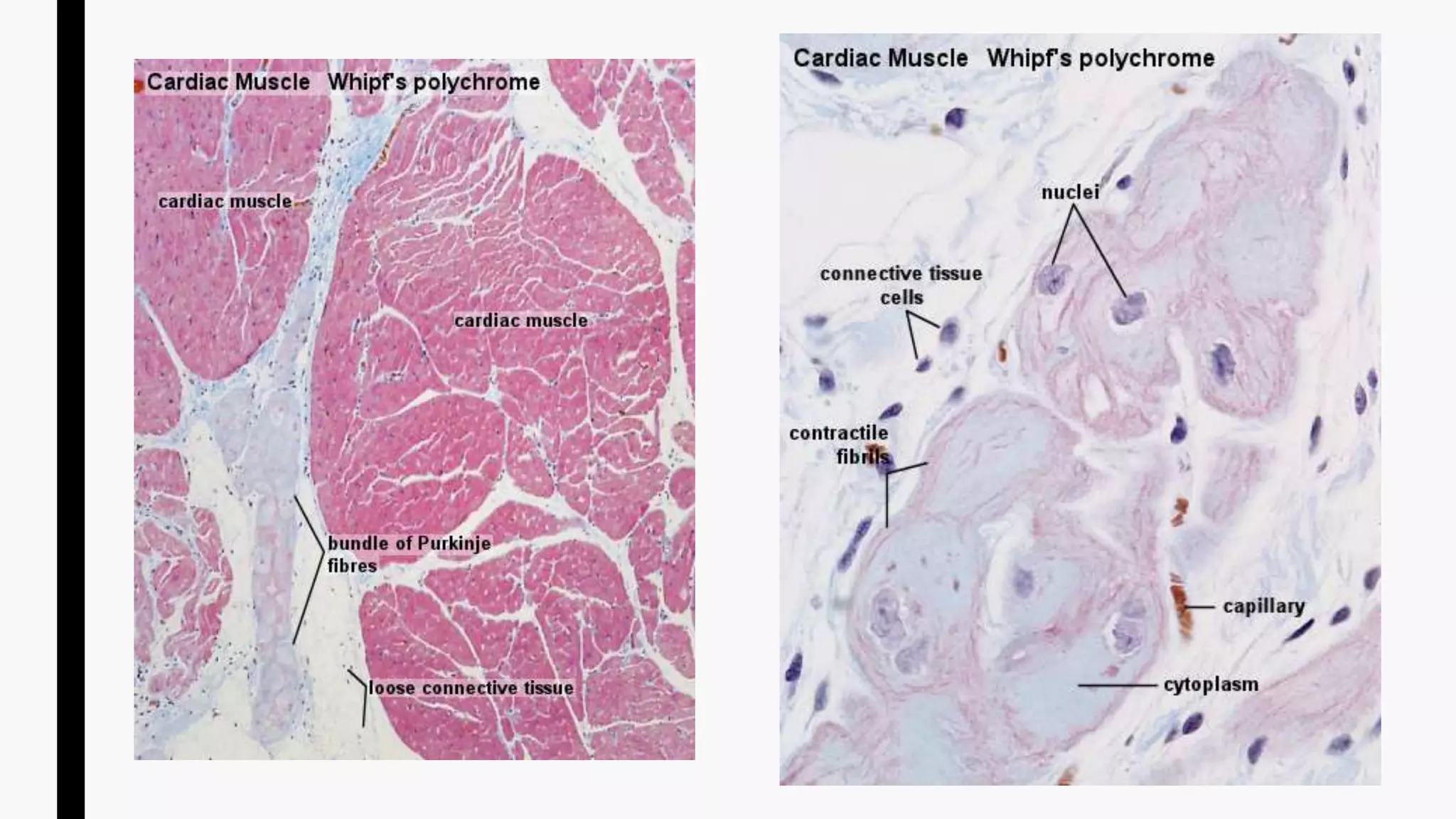 Histologi Sistem Muskular - Histology Muscular System | PPTX