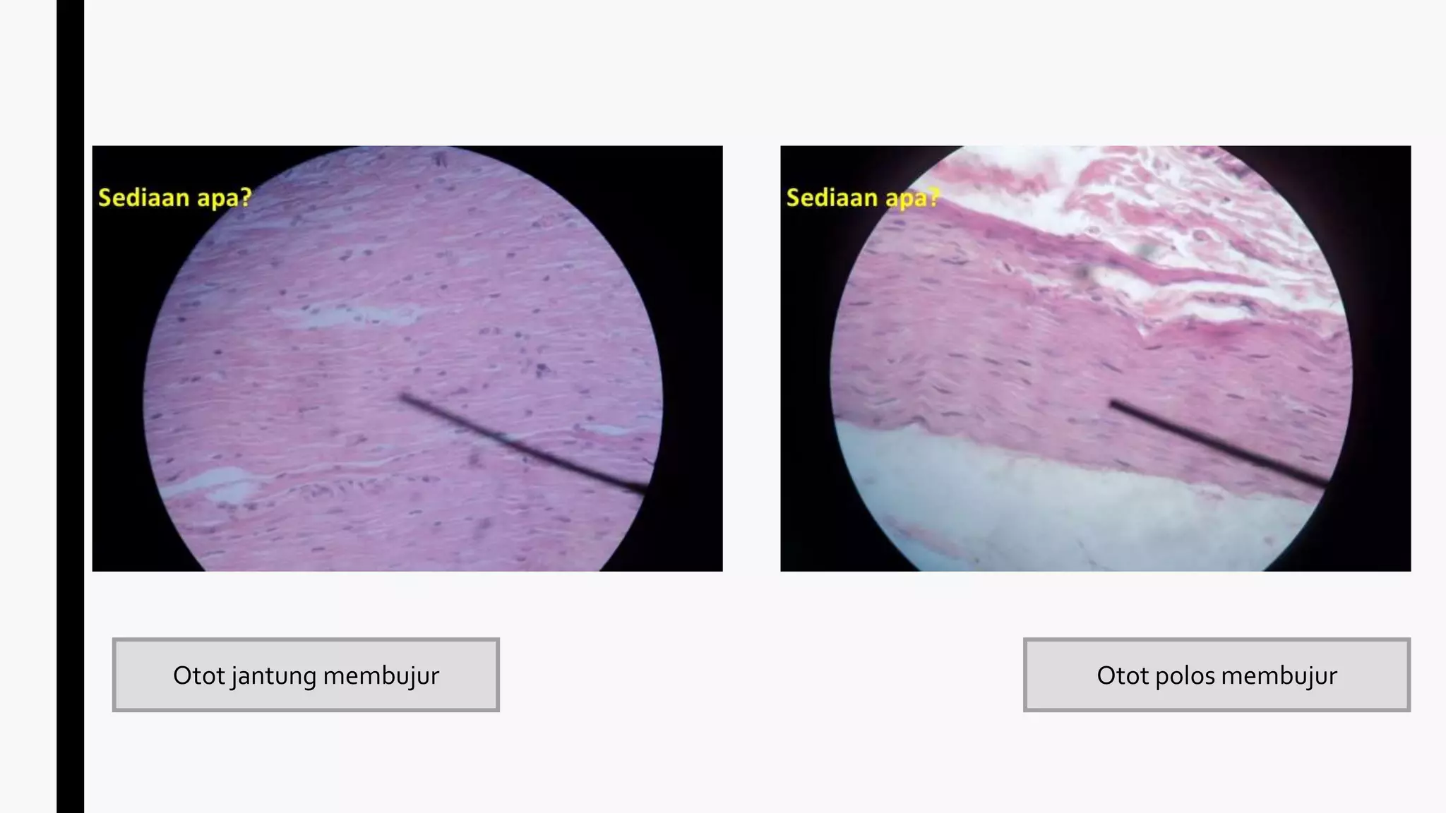 Histologi Sistem Muskular - Histology Muscular System | PPTX