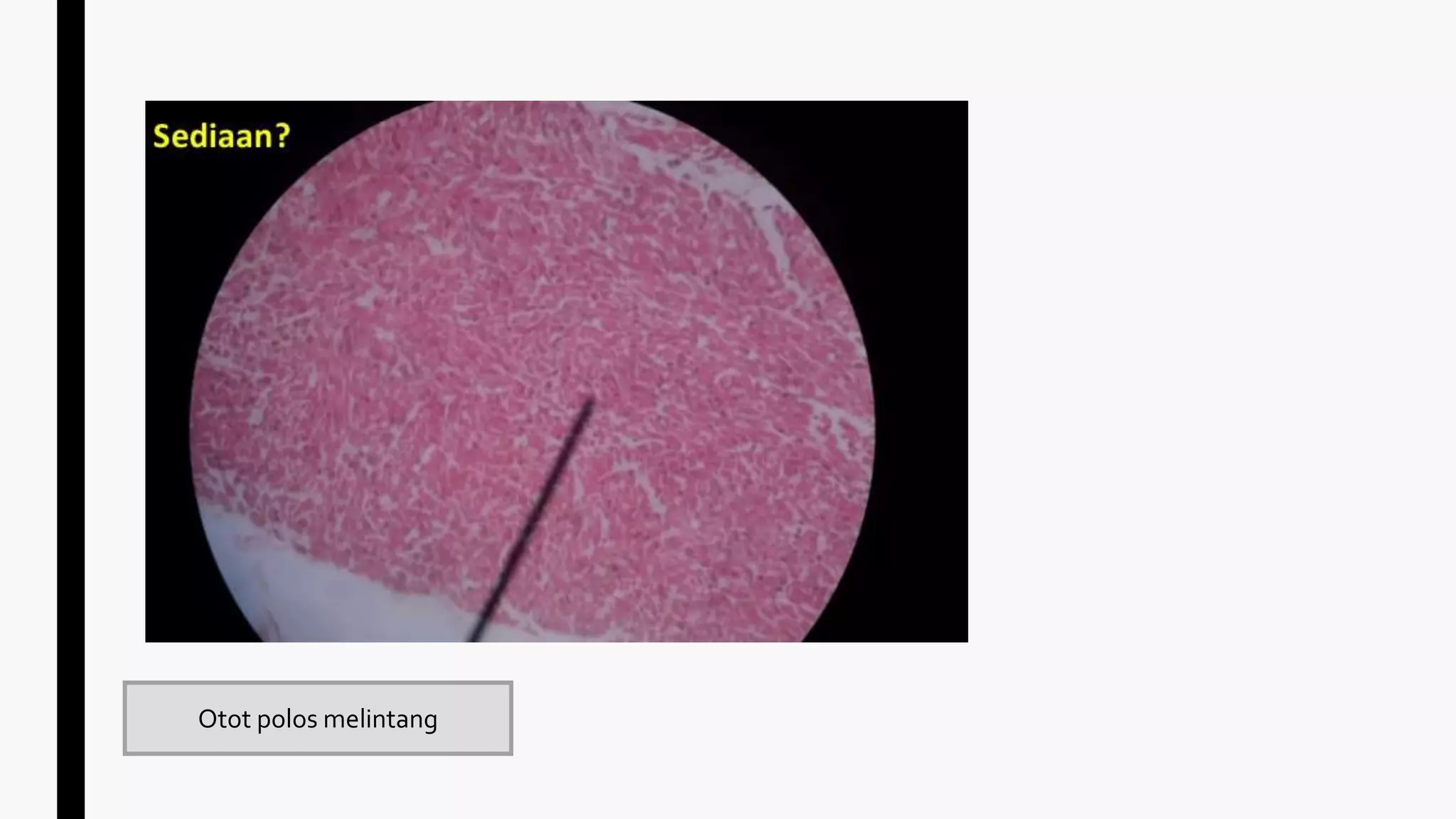 Histologi Sistem Muskular - Histology Muscular System | PPTX