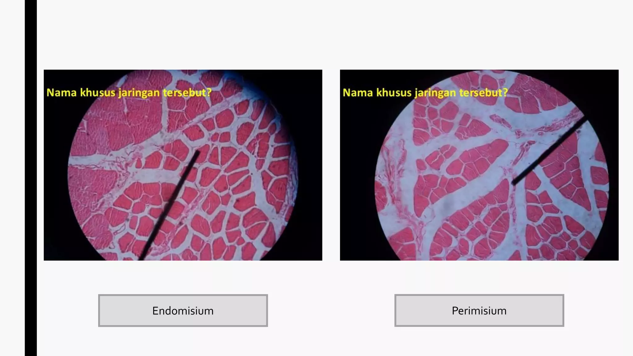 Histologi Sistem Muskular - Histology Muscular System | PPTX