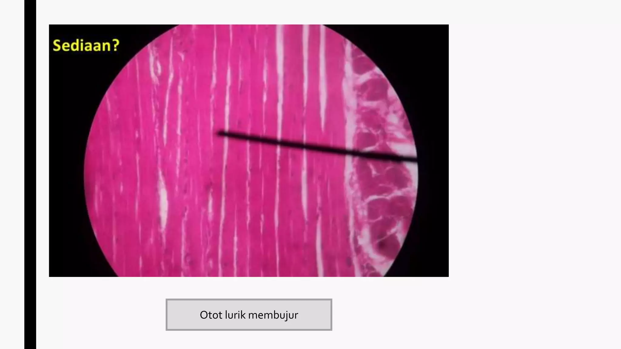 Histologi Sistem Muskular - Histology Muscular System | PPTX