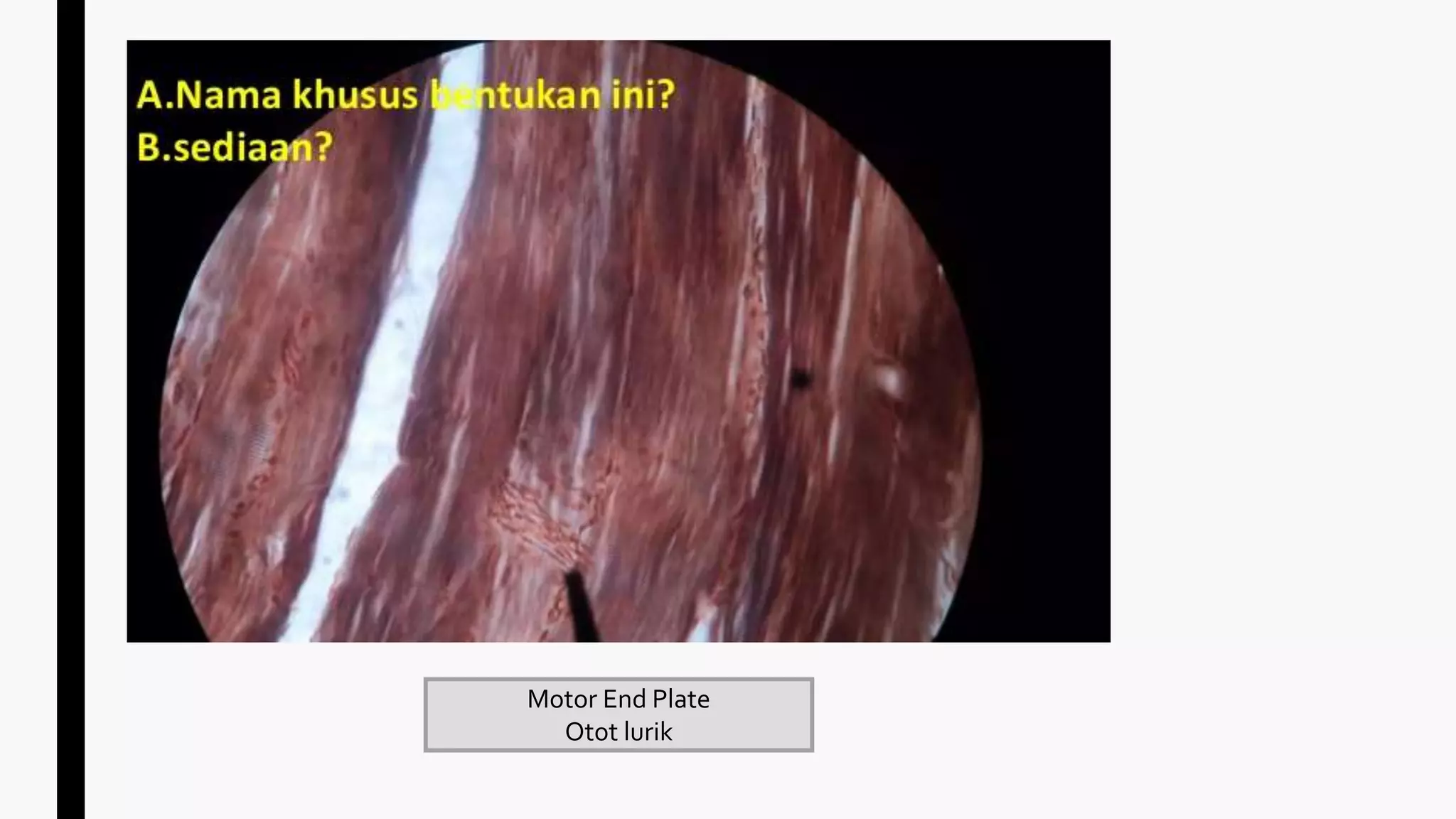 Histologi Sistem Muskular - Histology Muscular System | PPTX