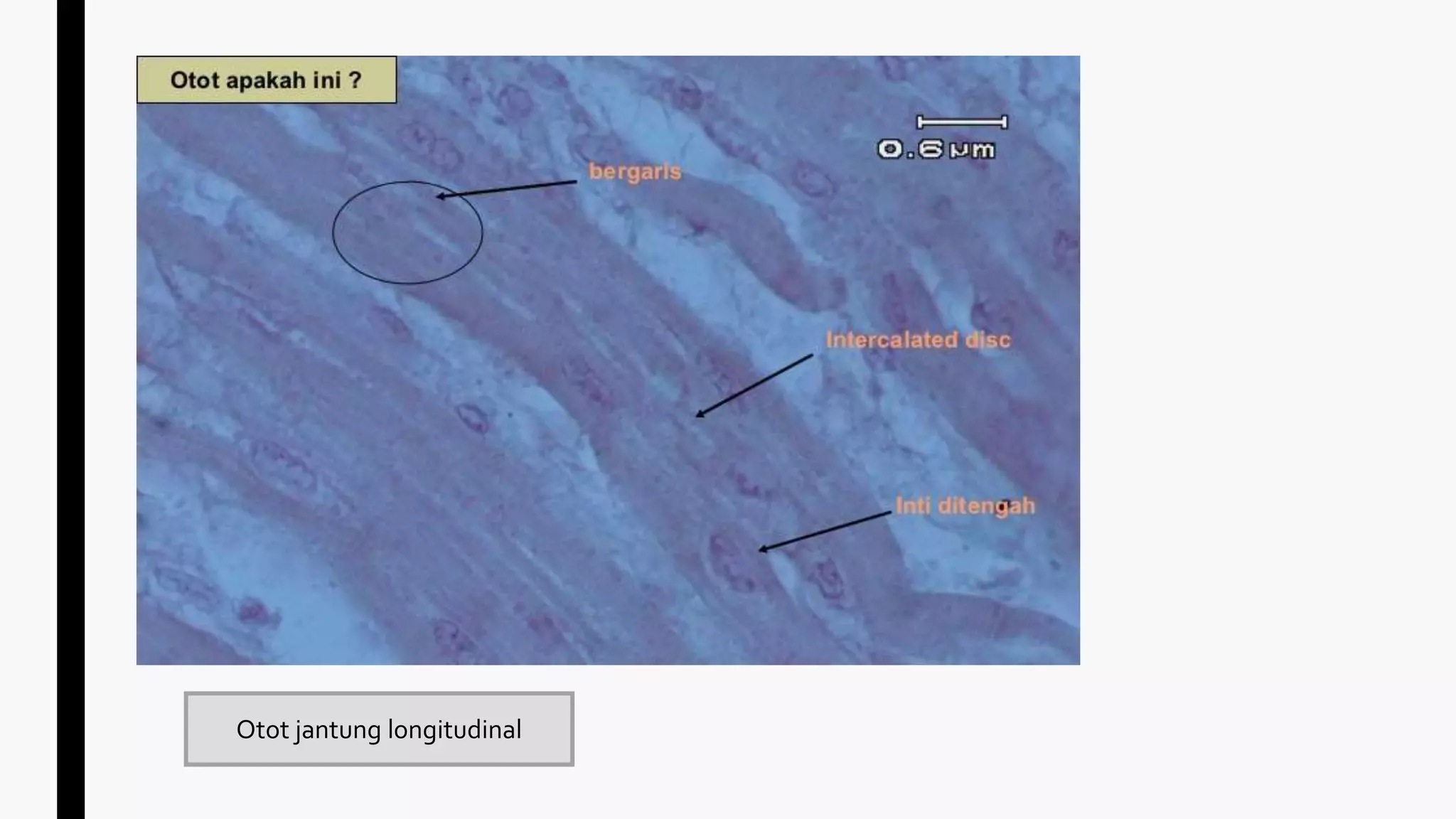 Histologi Sistem Muskular - Histology Muscular System | PPTX