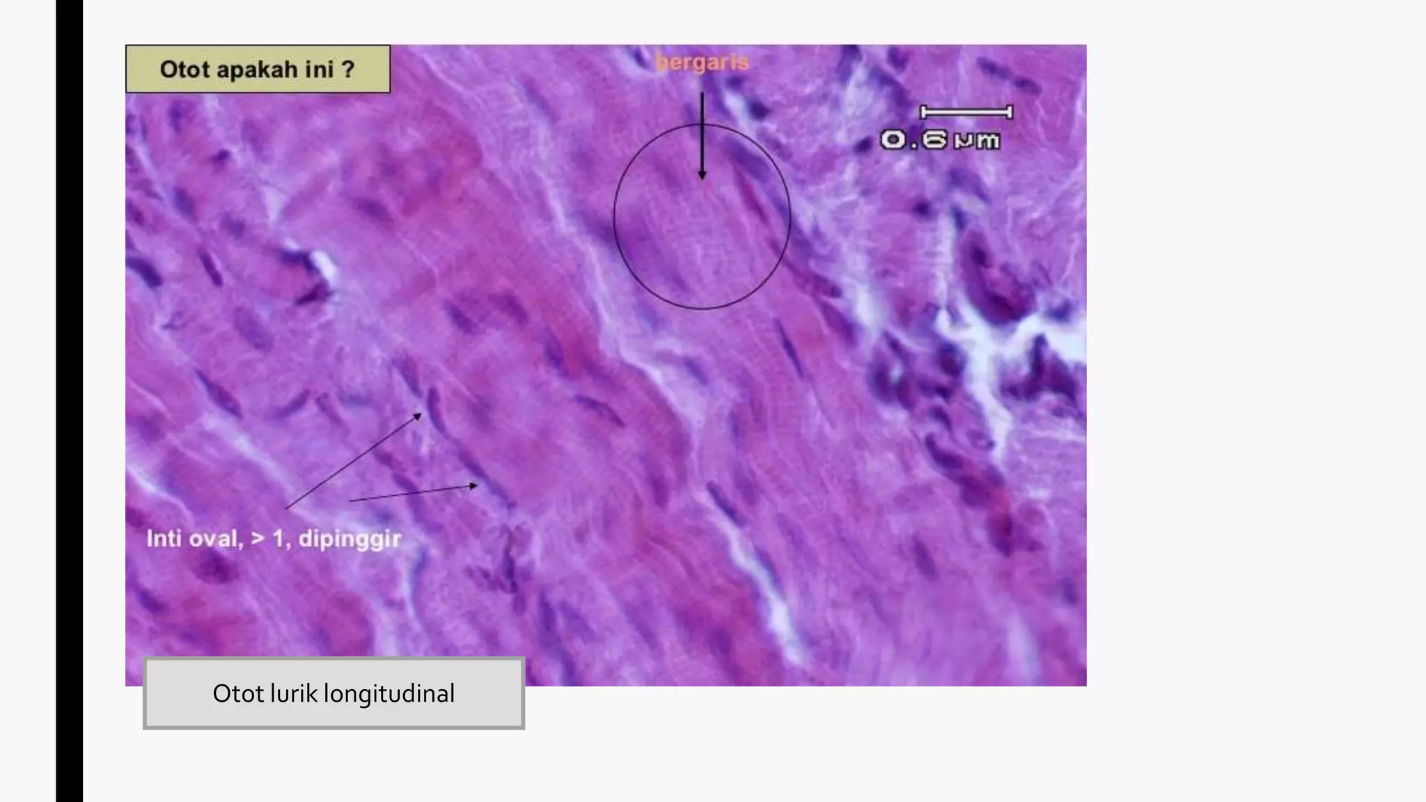 Histologi Sistem Muskular - Histology Muscular System | PPTX