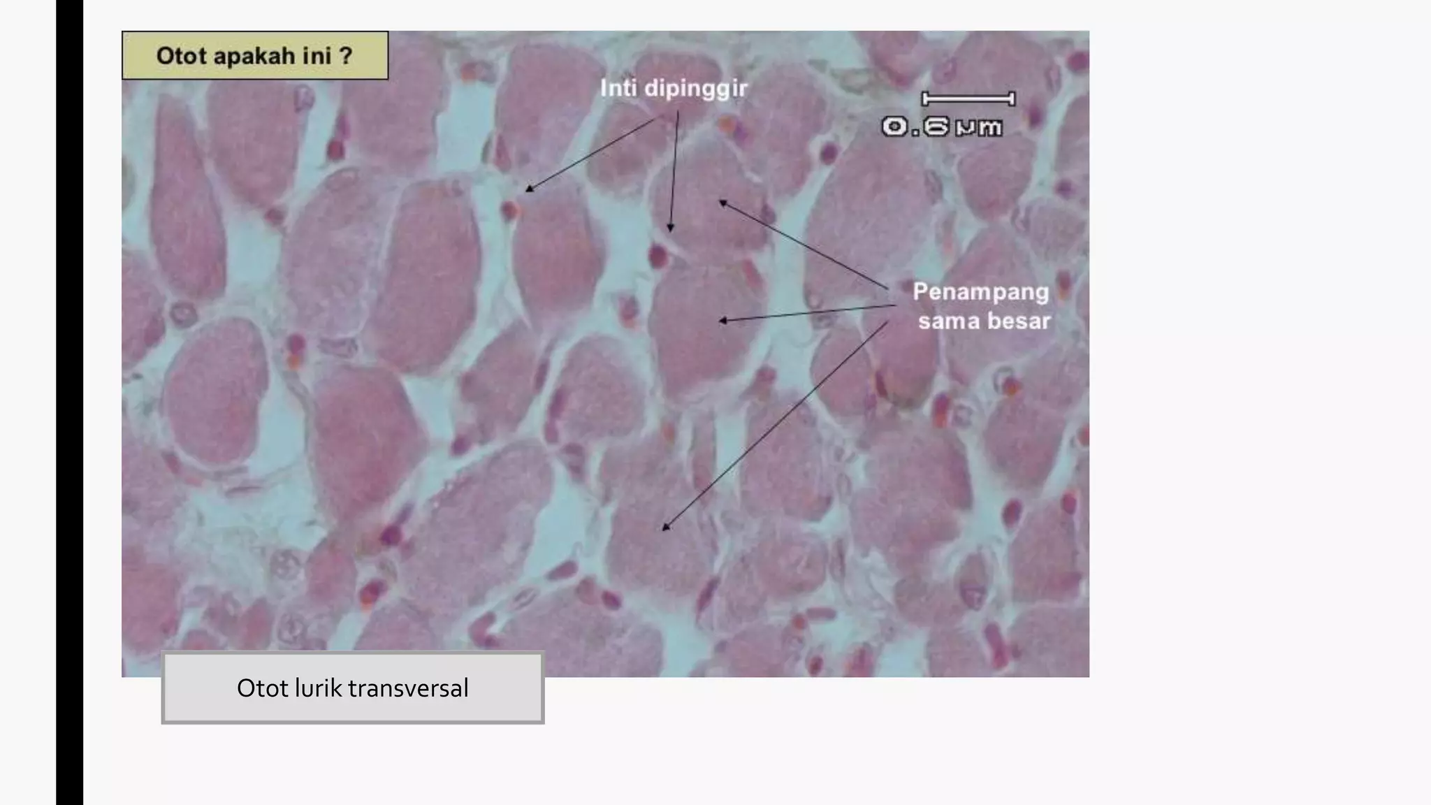 Histologi Sistem Muskular - Histology Muscular System | PPTX