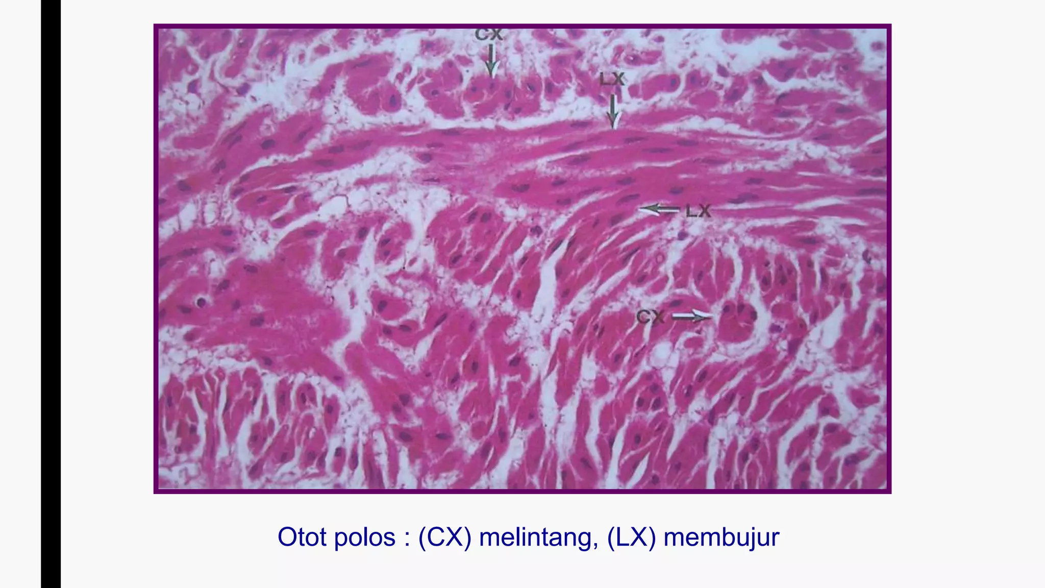 Histologi Sistem Muskular - Histology Muscular System | PPTX