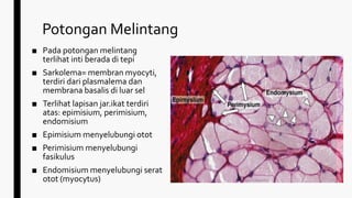 Histologi Sistem Muskular - Histology Muscular System | PPTX