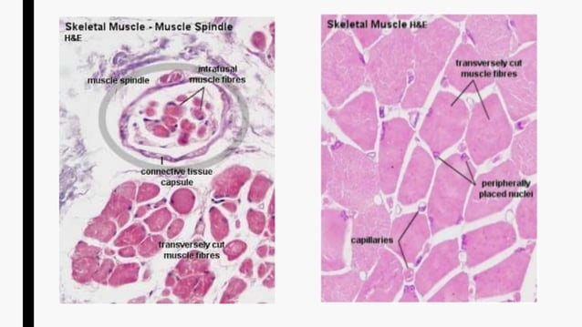 Histologi Sistem Muskular - Histology Muscular System | PPTX