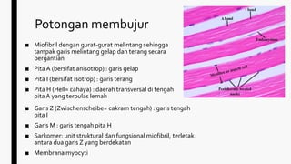 Histologi Sistem Muskular - Histology Muscular System | PPTX