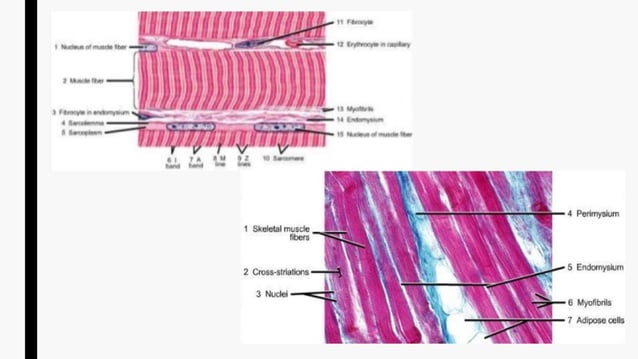 Histologi Sistem Muskular - Histology Muscular System | PPTX
