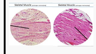 Histologi Sistem Muskular - Histology Muscular System | PPTX