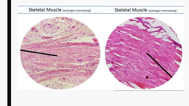 Histologi Sistem Muskular - Histology Muscular System | PPTX
