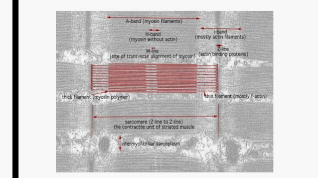 Histologi Sistem Muskular - Histology Muscular System | PPTX